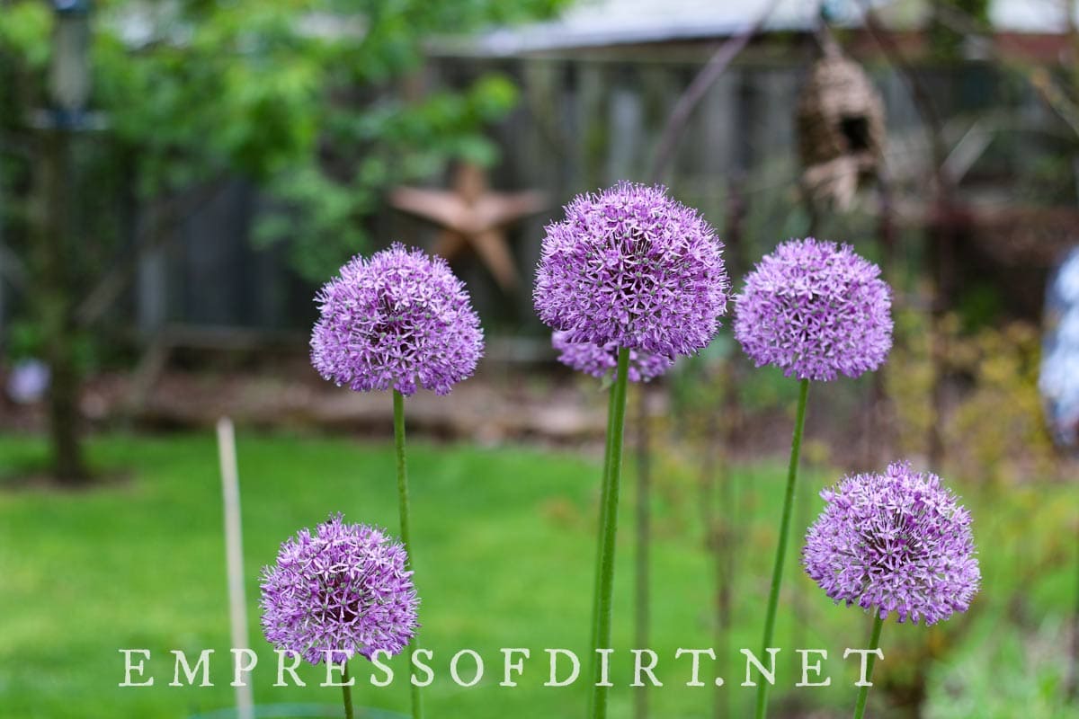 How to Grow Alliums That Light Up Spring & Feed Pollinators