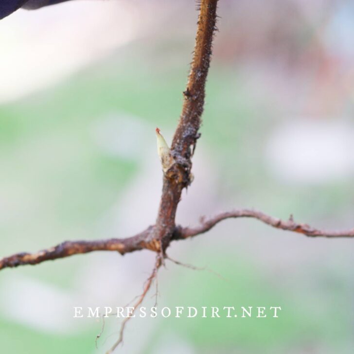How to Transplant Raspberries and Grow More Fruit — Empress of Dirt