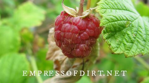 How to Transplant Raspberries and Grow More Fruit — Empress of Dirt