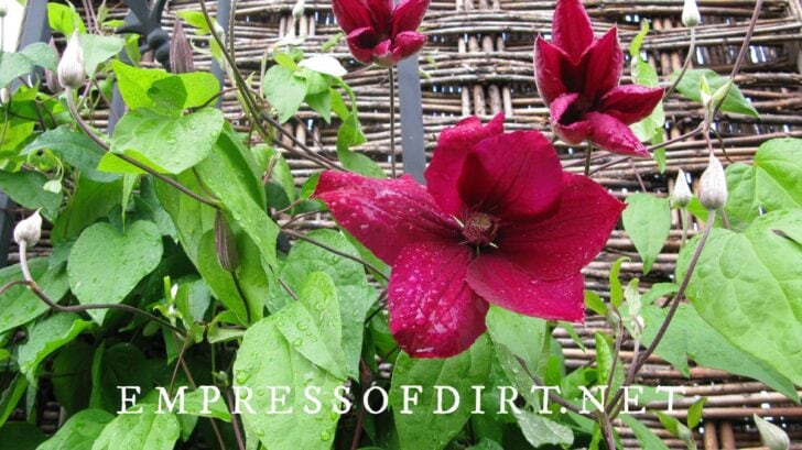 How to Grow Clematis from Cuttings — Empress of Dirt