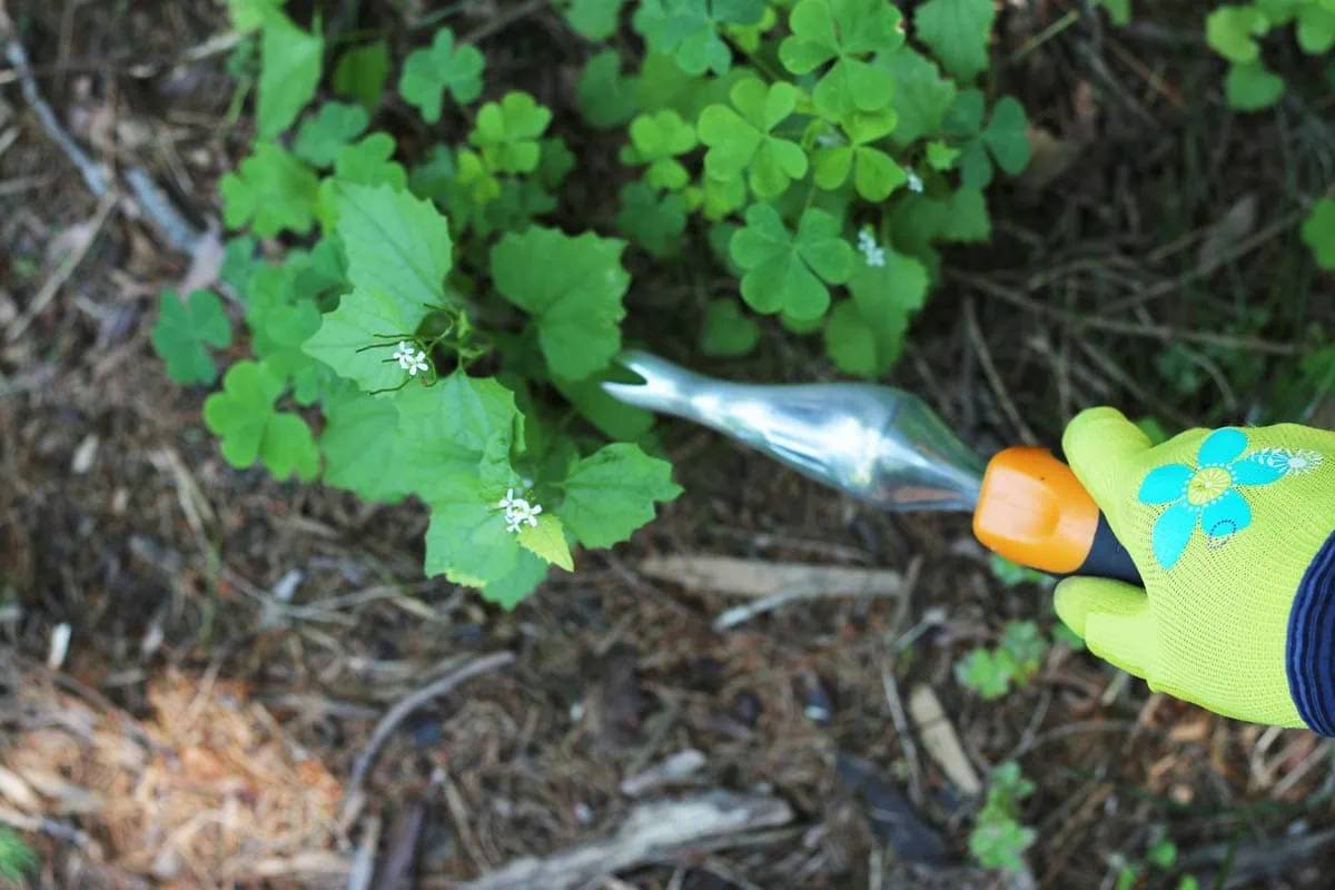 How to Control Weeds Without Herbicides (Sustainable Garden Tips ...