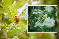 How to Grow an Oak Tree From an Acorn (Step By Step)