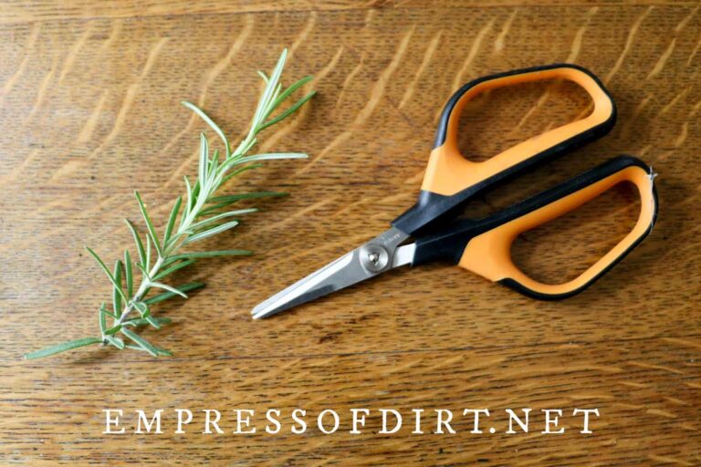 How To Grow Rosemary From Cuttings (Indoors or Outdoors)