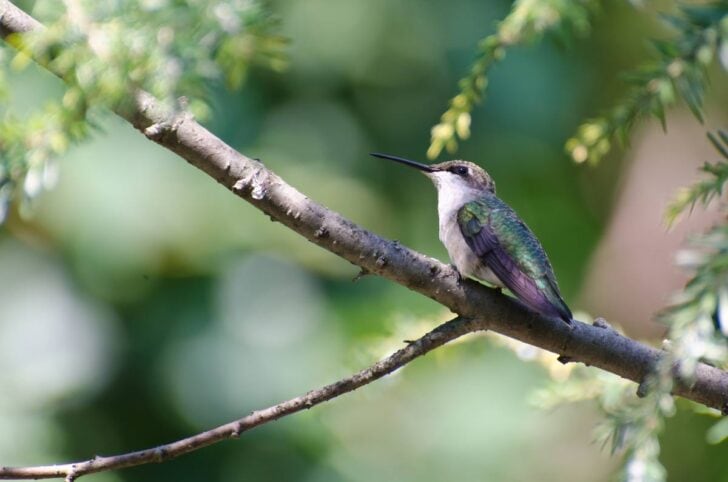 How To Grow a Hummingbird-Friendly Garden — Empress of Dirt
