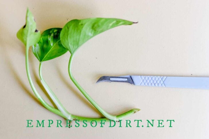 How to Root Pothos Cuttings