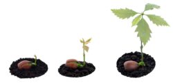 How to Grow an Oak Tree From an Acorn (Step By Step)