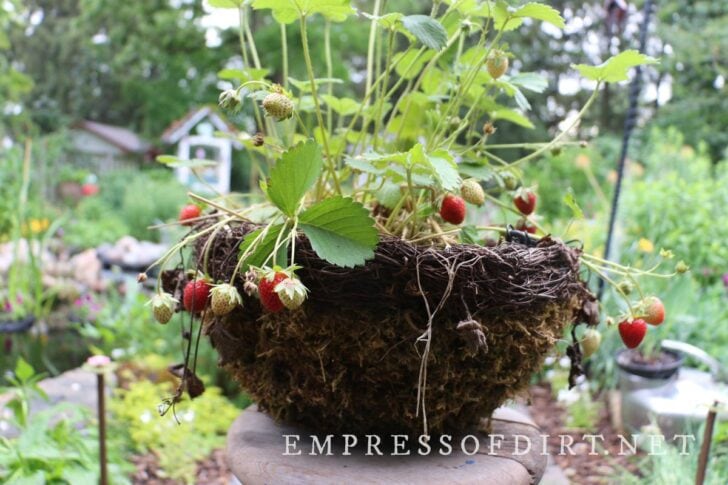 How to Sow Strawberry Seeds (Indoor Method)
