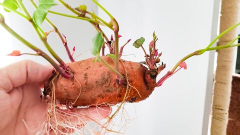 How to Propagate Sweet Potatoes to Grow New Slips