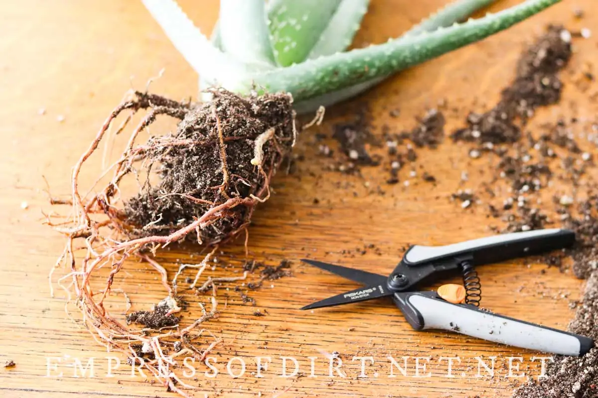 Aloe Vera: How To Propagate New Plants From Pups