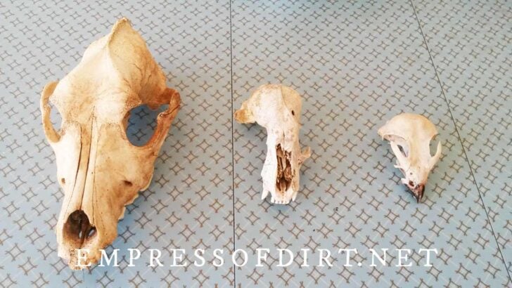 How to Clean Animal Bones for Display — Empress of Dirt