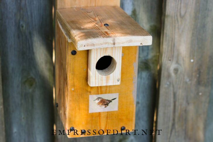Make a House Wren Nesting Box (Free Plans)