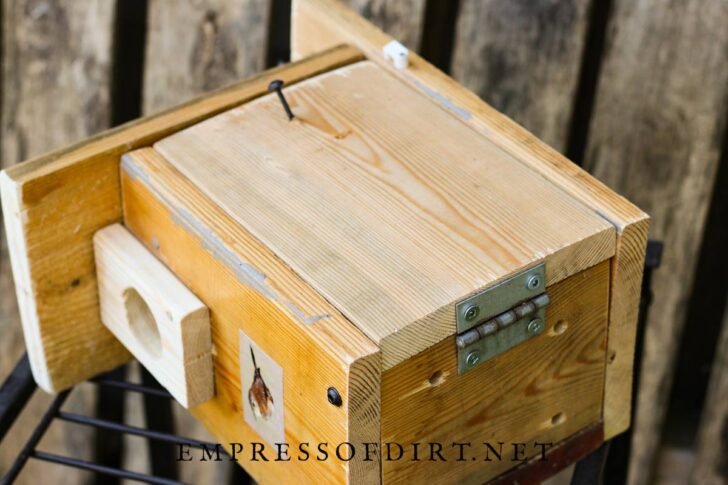 Make a House Wren Nesting Box (Free Plans)