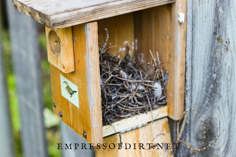 Make a House Wren Nesting Box (Free Plans)