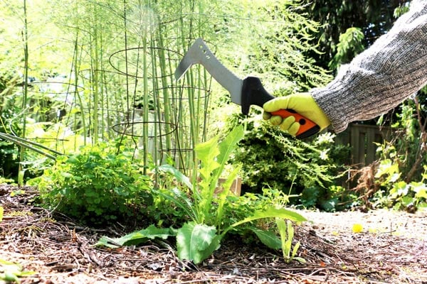 7 Weeding Tips Every Gardener Should Know | Empress of Dirt