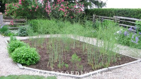 How to Plant Asparagus Crowns