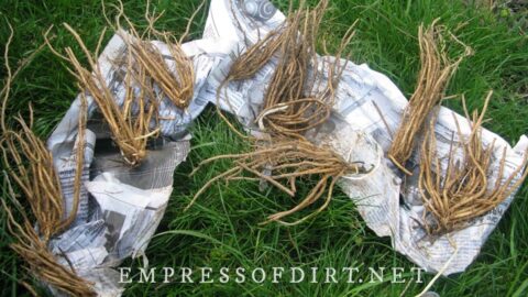 How to Plant Asparagus Crowns