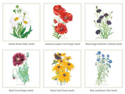 25 Annual & Perennial Flower Seeds to Sow in Fall (Printable List)