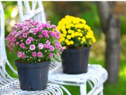 How to Grow Mums From Cuttings — Empress of Dirt