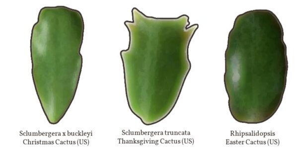 Christmas Cactus or Thanksgiving? How to ID Your Plant