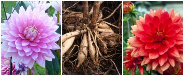 4 Ways To Store Dahlia Tubers For The Winter | EOD
