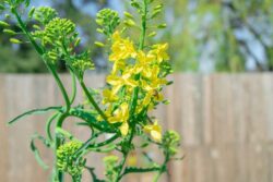 Bolting: Why Vegetable Plants Bolt & How to Deal With It