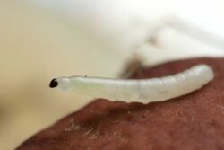 How To Deal With Fungus Gnats On Houseplants (What Works)