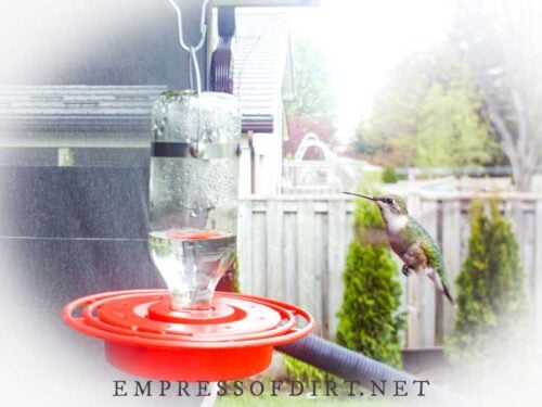 How to Make Hummingbird Food (Sugar Water Recipe)