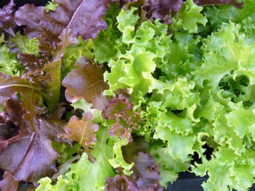 Fast-Growing Indoor Vegetables: Ready in 30 Days