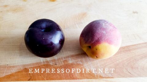 How to Grow a Peach (or Plum) Tree From the Pit