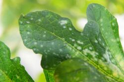 Powdery Mildew: How to Identify & Deal With It in Your Garden