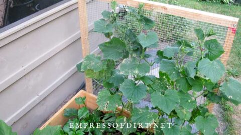 DIY Raised Bed Screens to Keep Pests Away From Vegetables