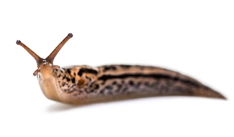 Dealing With Slugs & Snails Without Harming Your Garden