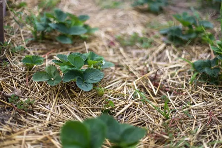 Why Your Garden Needs Mulch & How To Do It Right — EOD
