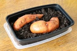 How to Propagate Sweet Potatoes to Grow New Slips