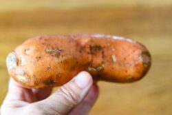 How to Propagate Sweet Potatoes to Grow New Slips