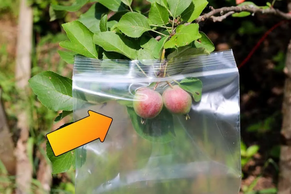 24 Practical Garden Hacks for Thrifty Gardeners | Empress of Dirt