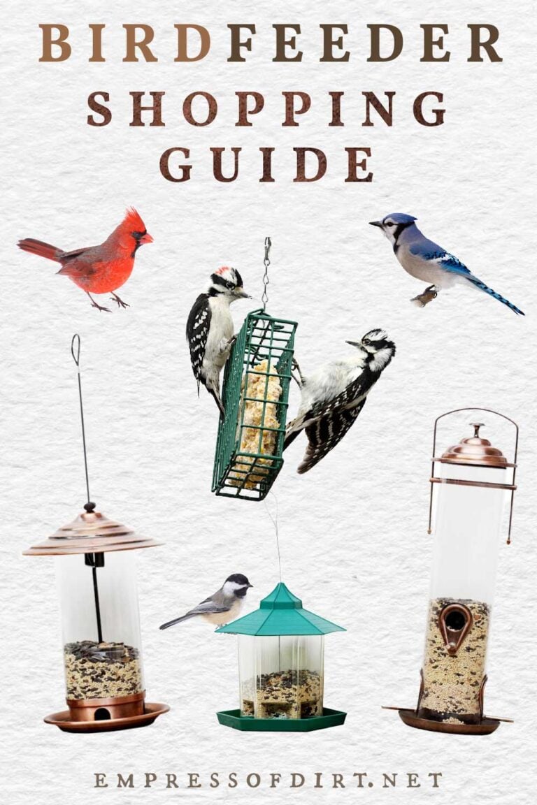 How to Choose the Best Bird Feeders for Your Garden Birds
