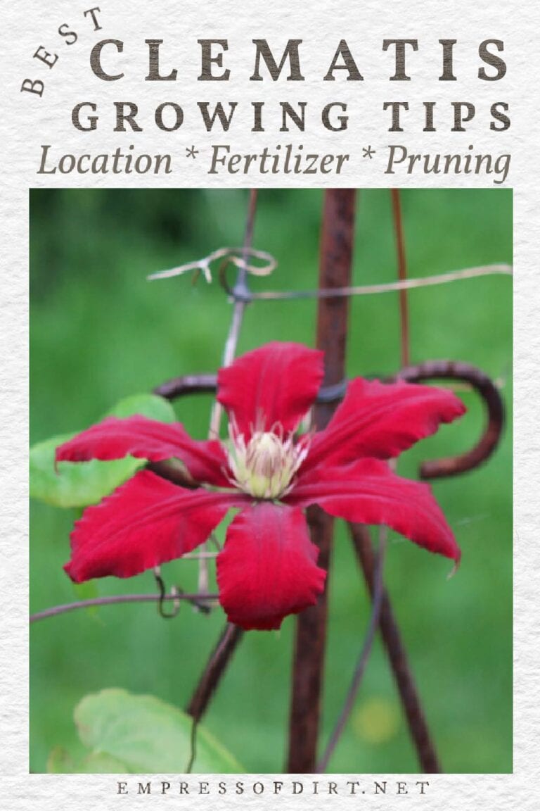 How to Grow & Care for Clematis Vines