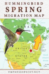 2026 Hummingbird Migration Map (Find Out When to Expect Them)