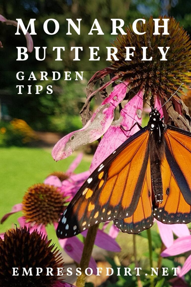 How to Help Monarch Butterflies Thrive in Your Garden