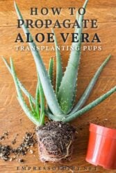 Aloe Vera: How To Propagate New Plants From Pups