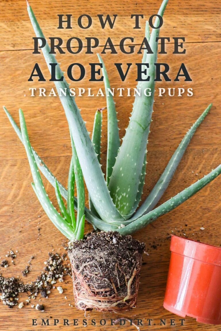 Aloe Vera: How To Propagate New Plants From Pups