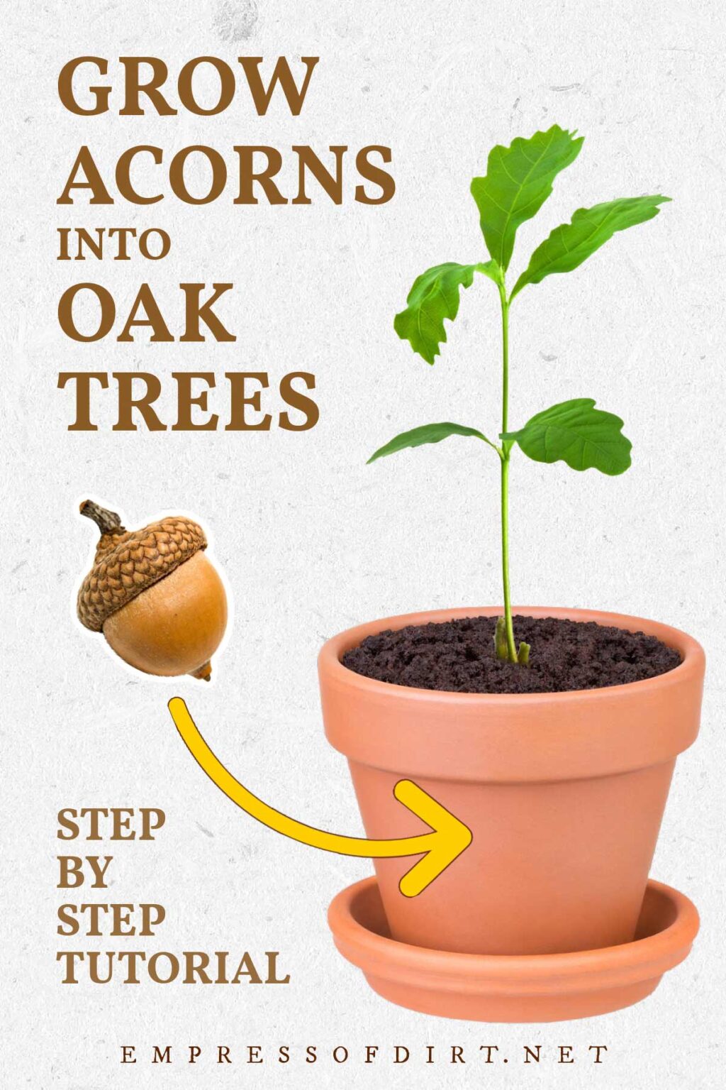 How to Grow an Oak Tree From an Acorn (Step By Step)