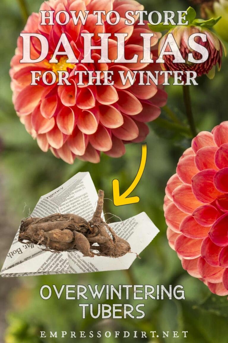 How To Store Dahlia Tubers For Winter (Best Options)
