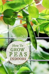 Growing Peas Indoors: From Seed to Harvest in Your Home
