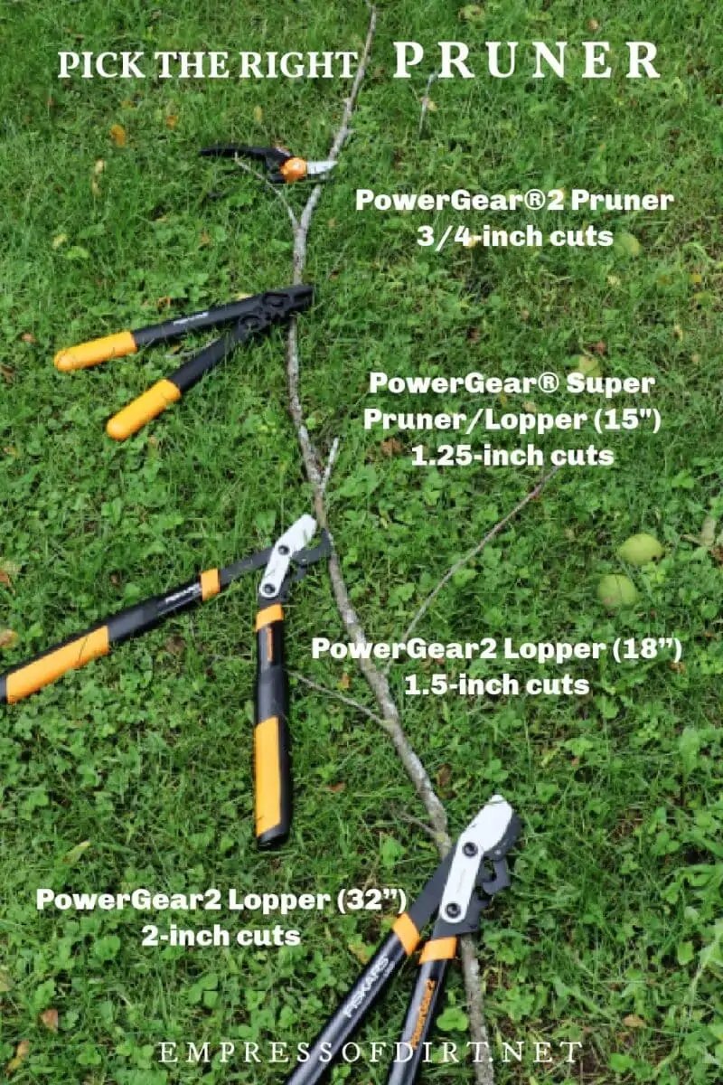 Fall Pruning Tips: What to Remove Now | Empress of Dirt