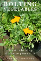 Bolting: Why Vegetable Plants Bolt & How to Deal With It