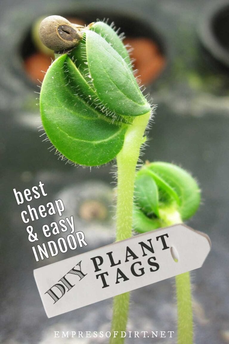 The Best Tags for Indoor Seed Starting (Cheap, Easy, Reliable)