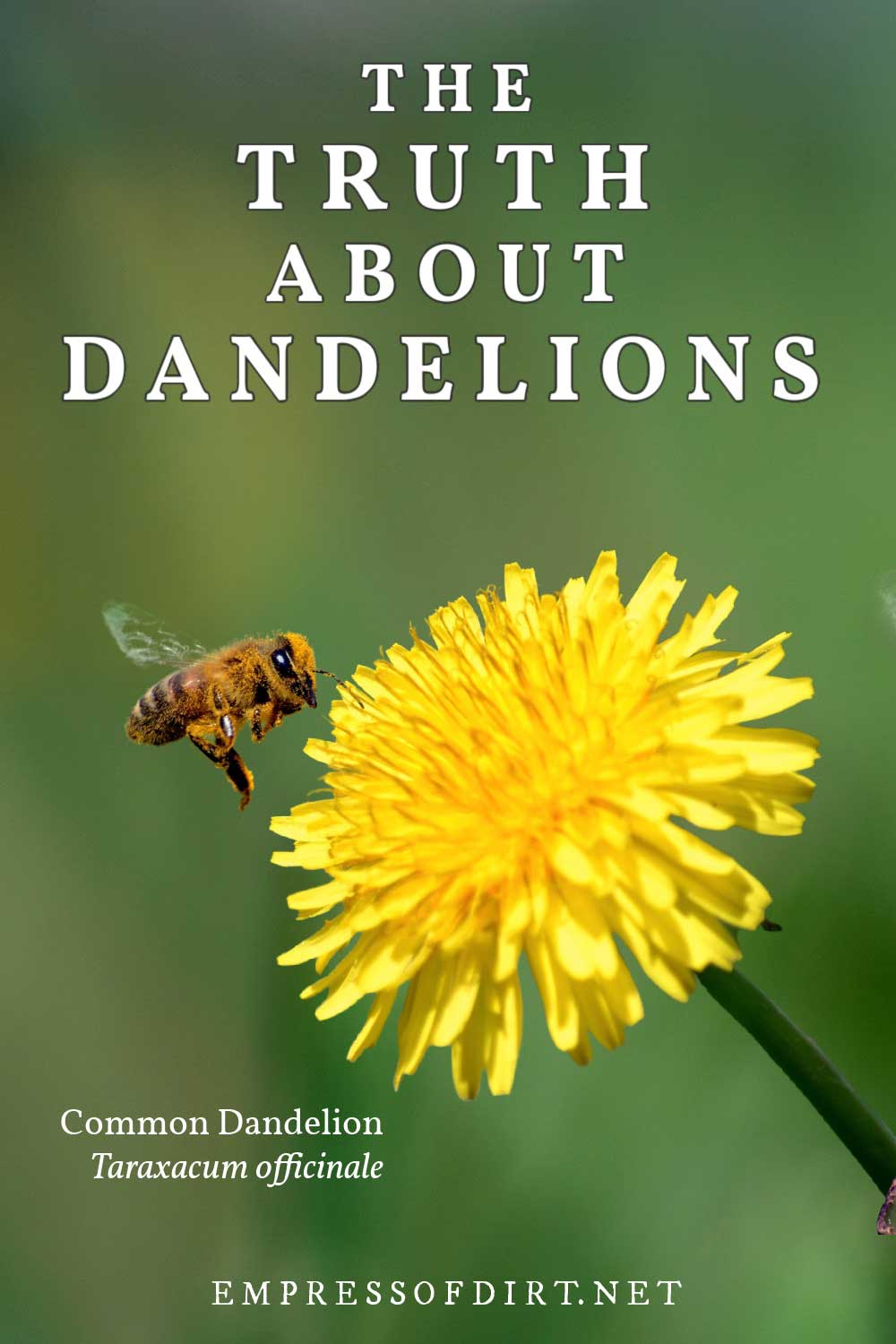 Why Dandelions Are Misunderstood (Whether You Like Them or Not)