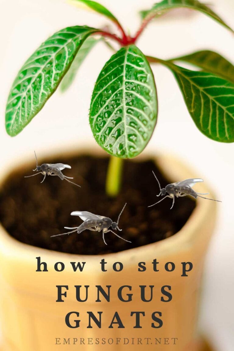 How To Deal With Fungus Gnats On Houseplants (What Works)
